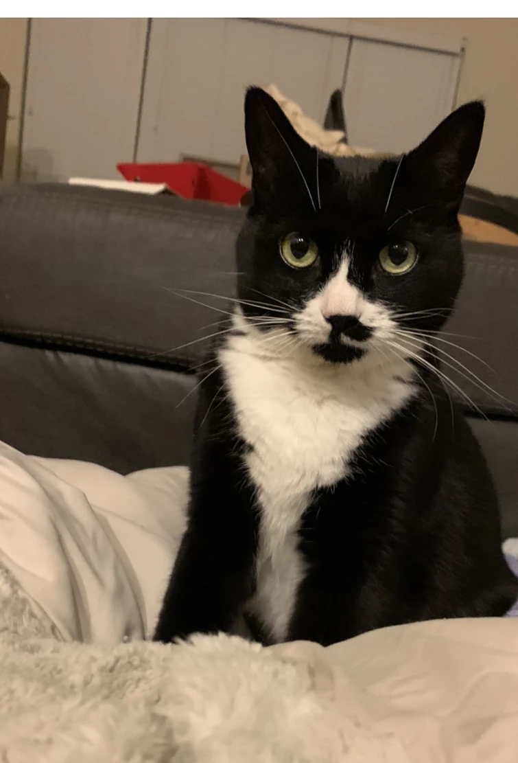 My cringe cat | Fandom