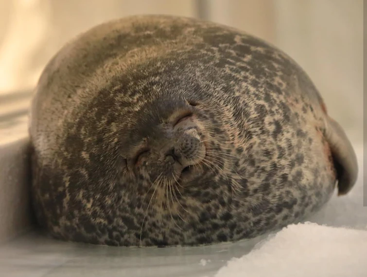 Here’s some long hair Garra for you | Fandom