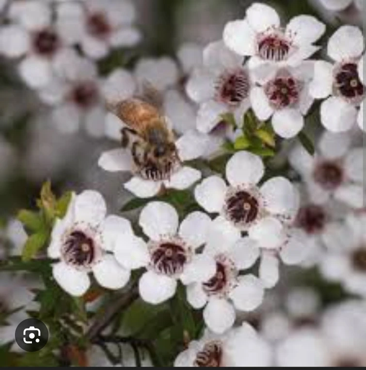 Manuka flower | Fandom