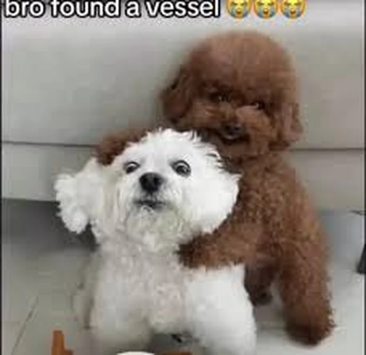 why is wiki tweaking out right now | Fandom