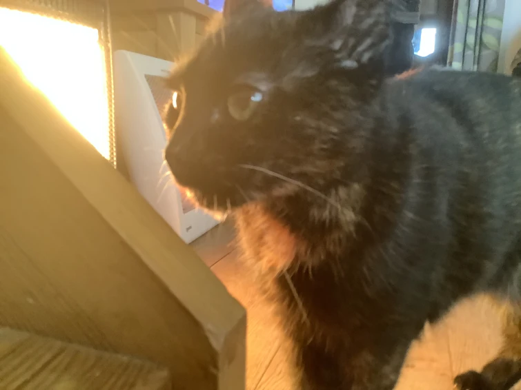 My singing cat | Fandom