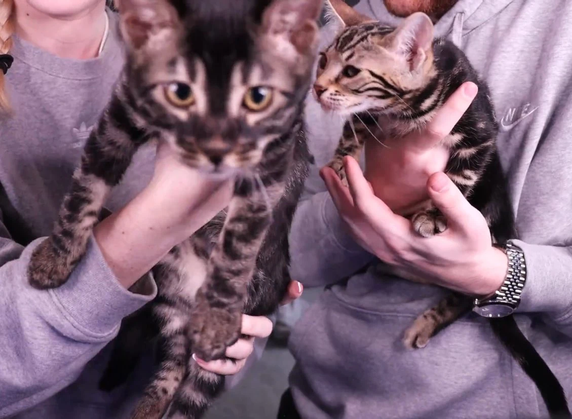 THE DTEAM GOT NEW CATS 😭😭😭