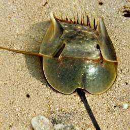 Terrifying Dinosaurs #125: Mesolimulus | Fandom