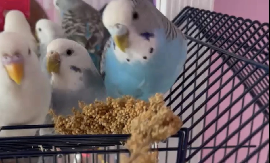 Post pics of your IRL pets! | Fandom