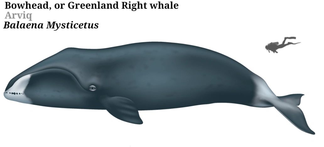 WHALE OF THE DAY part 4 (BOWHEAD WHALE | Fandom