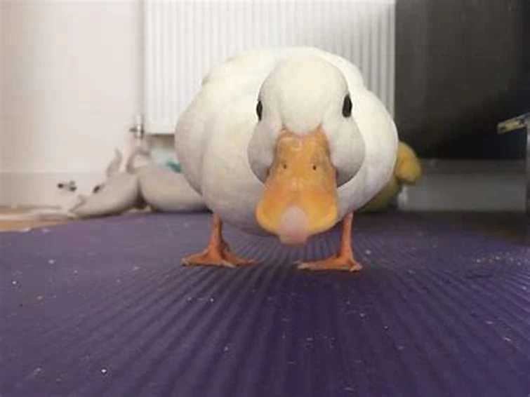 Daily dose of duck #8 Duck boops 🤗 | Fandom