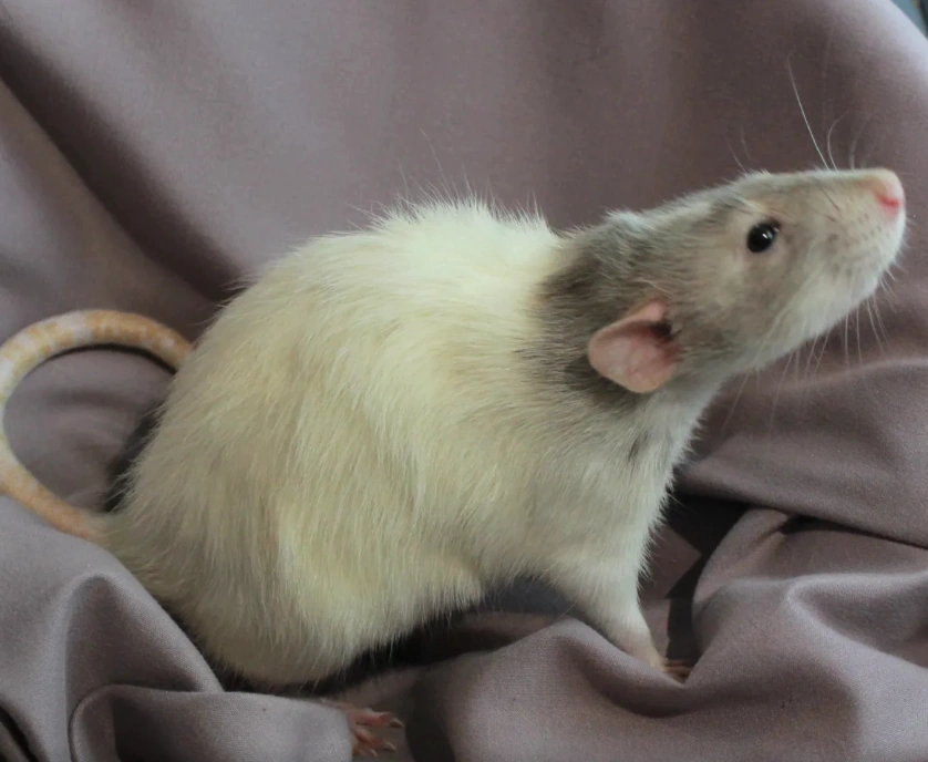 face reveal reeal guyss | Fandom