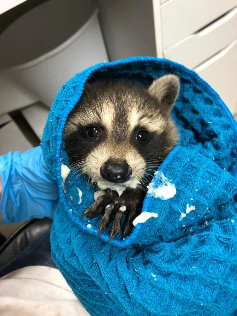 Raccoon appreciation post | Fandom