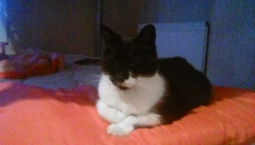 Minnie the cat | Fandom