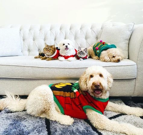 The KREW's pets are soooo cuteeee