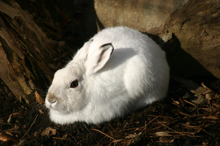 A pet rabbit named Daifuku appears in Wonderful Precure. So let me ...