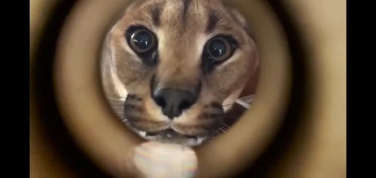 Discuss Everything About The Beluga Cinematic Universe Wiki | Fandom