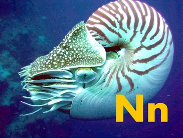 Which one should be the next alphabetimal that starts with N on the ...