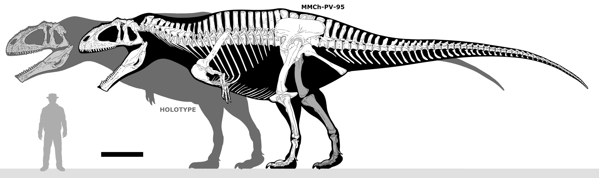 What Meraxes have done to Giganotosaurus: End product | Fandom