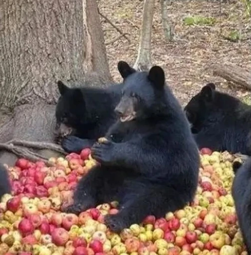 Omg it's Lefty in real life! /j | Fandom