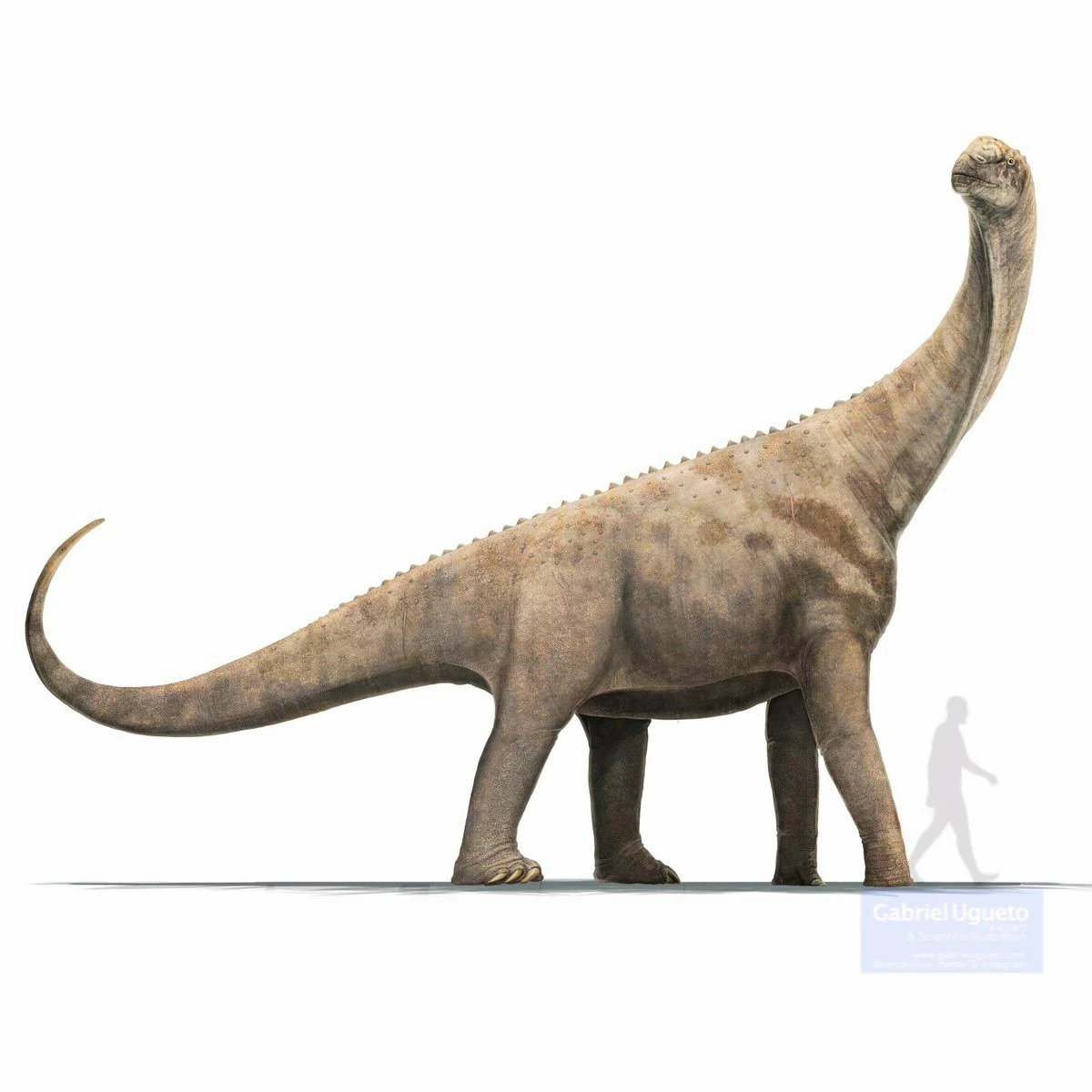 My favorite animal of all time, Camarasaurus! Art made by Gabriel Ugeto ...