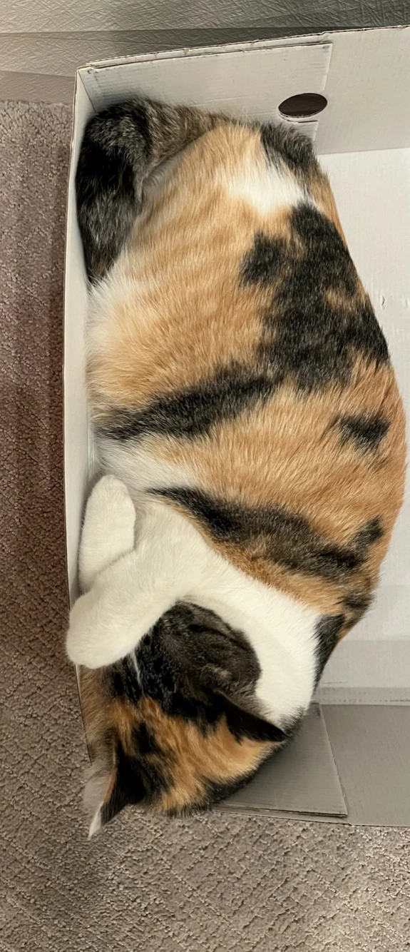 Daily Cat Image #614 | Fandom