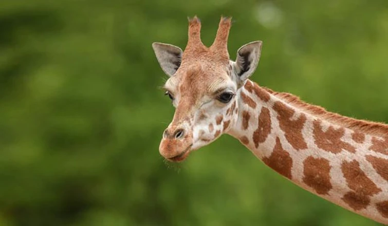 Discuss Everything About Dreamworks Animation Wiki | Fandom