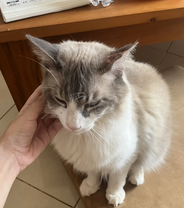 Ahh yes ive finally gotten sleepy !! | Fandom