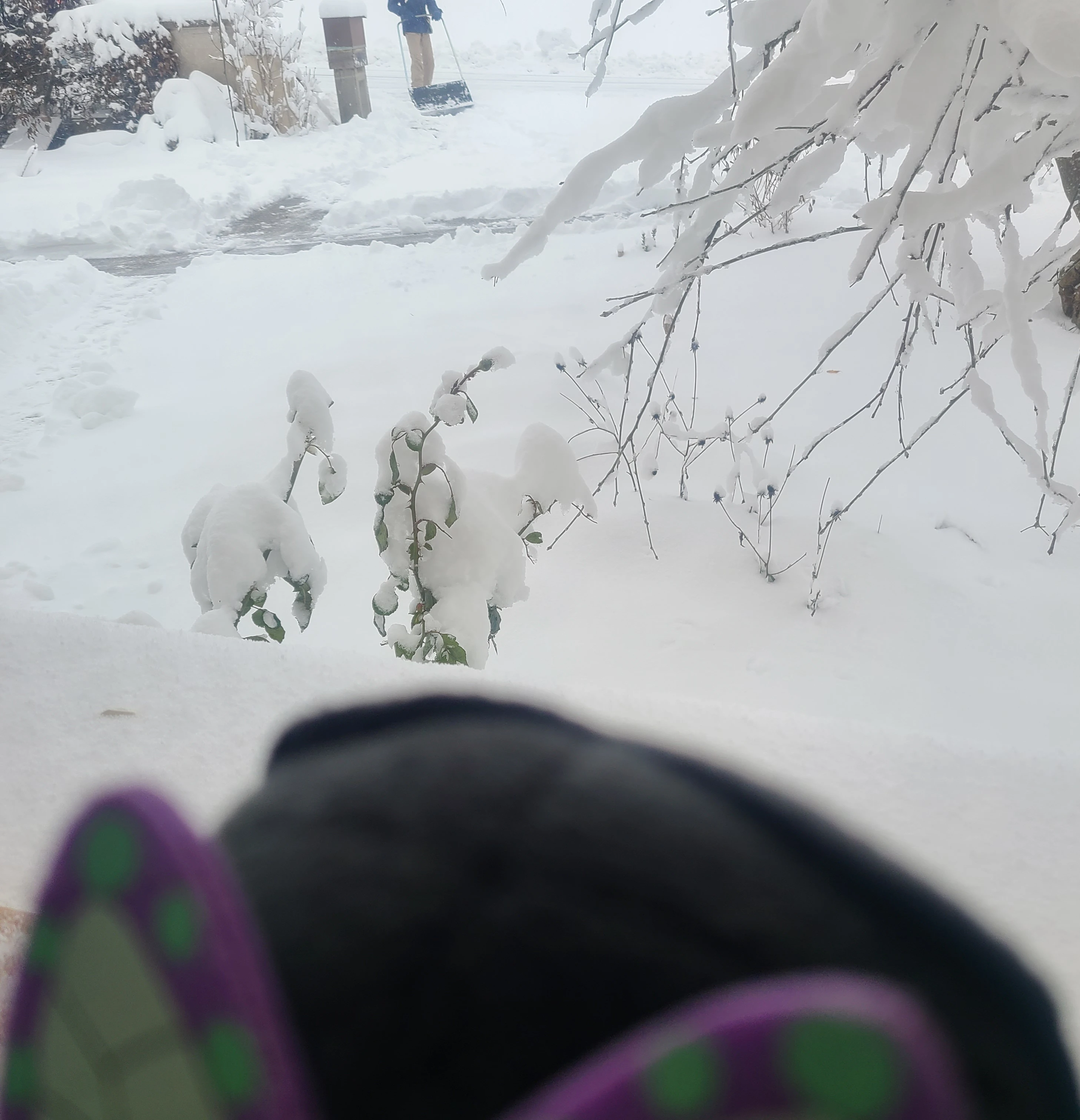 SHINOBUUUUUUUU in the snow | Fandom