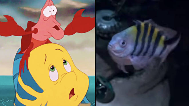 NO WHAT DID THEY DO TO FLOUNDER AND SEBASTIAN | Fandom