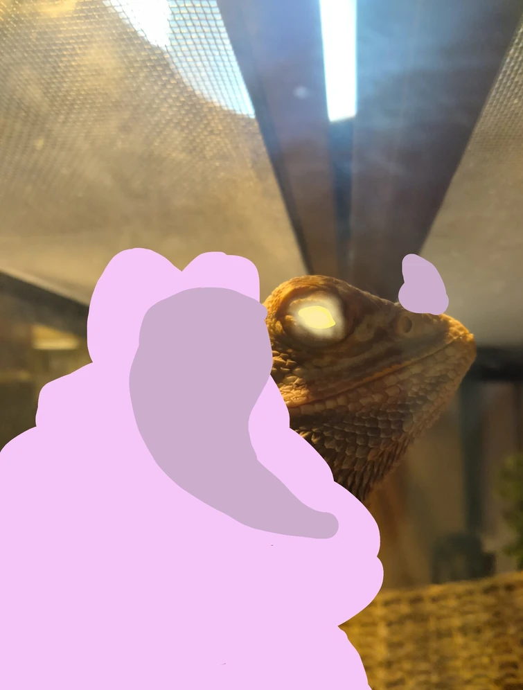 REAL COTTOL | Fandom