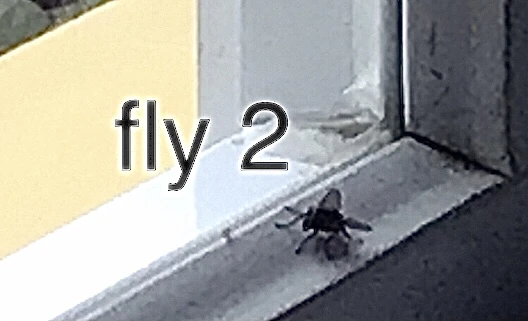 fly 2 | Fandom
