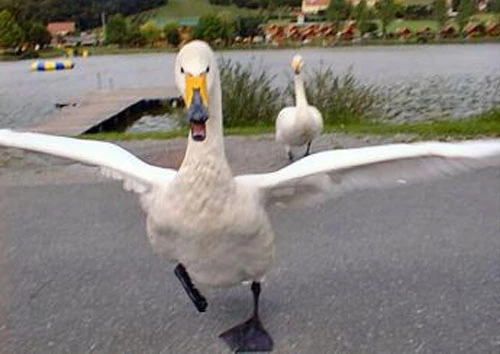 Fallen Magic | CW for blo*d! | Fandom