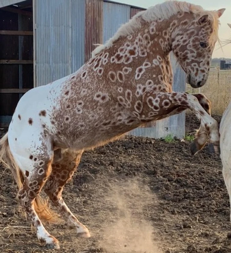 Updated Appaloosa Horse! | Fandom