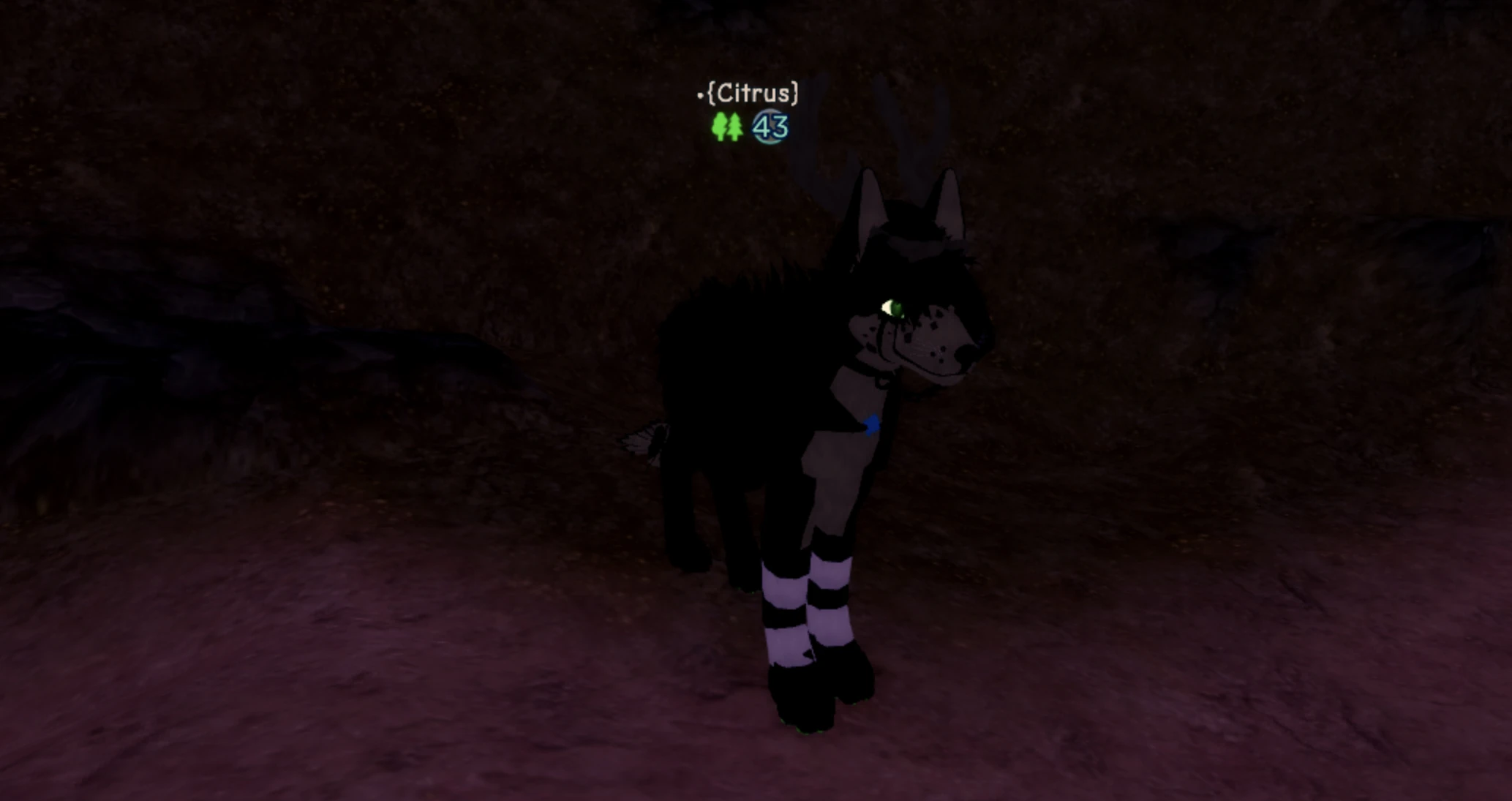 Felandia oc showcase | Fandom