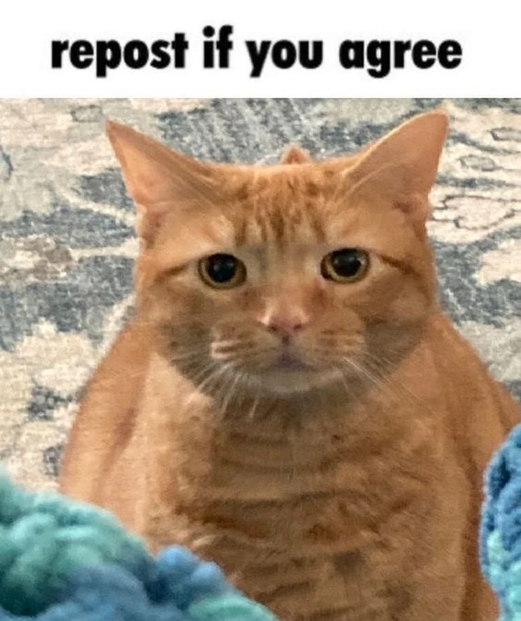 Mrrp mrrp miau | Fandom