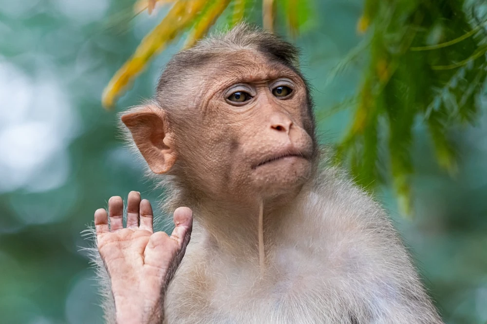 Send monke images here,i am gonna combine them all into one image | Fandom