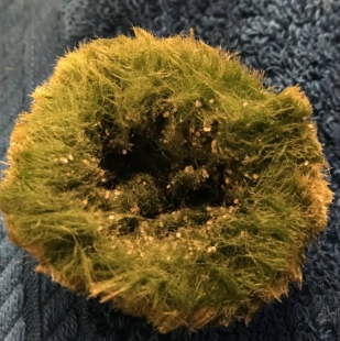 added a bit of mold to my goobab | Fandom