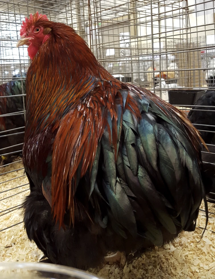 Should I create a Cochin skin on a Puffwump or pick another chicken ...