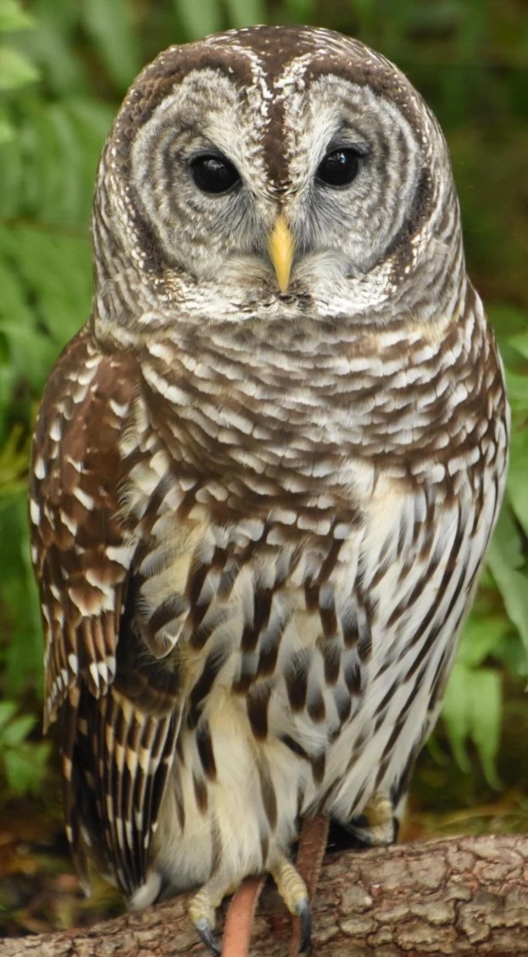 cos creatures irl (VERY diverse) | Fandom