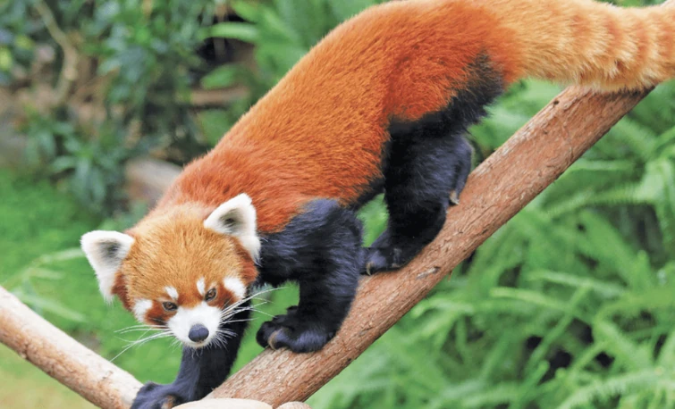 Winner of the 15k skin con! | Fandom