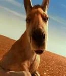 Sal and Louis being in kangaroo form during Charlie's hallucination ...