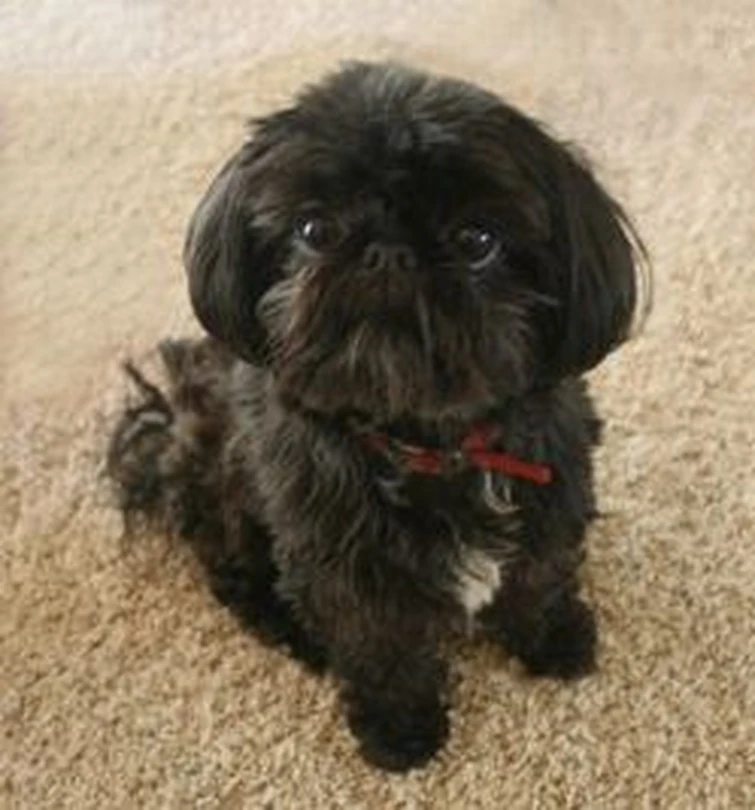 Since it is now the Spooky Month, here’s a Fun OC question!! | Fandom