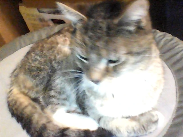 My cat has more rizz than you | Fandom