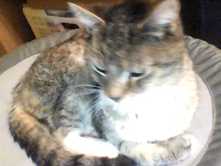 My cat has more rizz than you | Fandom