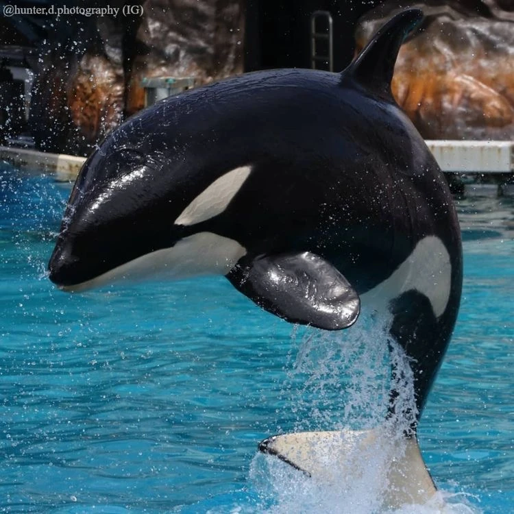 Orca of da dayyy | Fandom