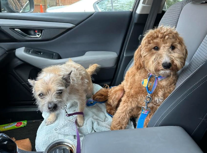 look at my dogs 👹 | Fandom