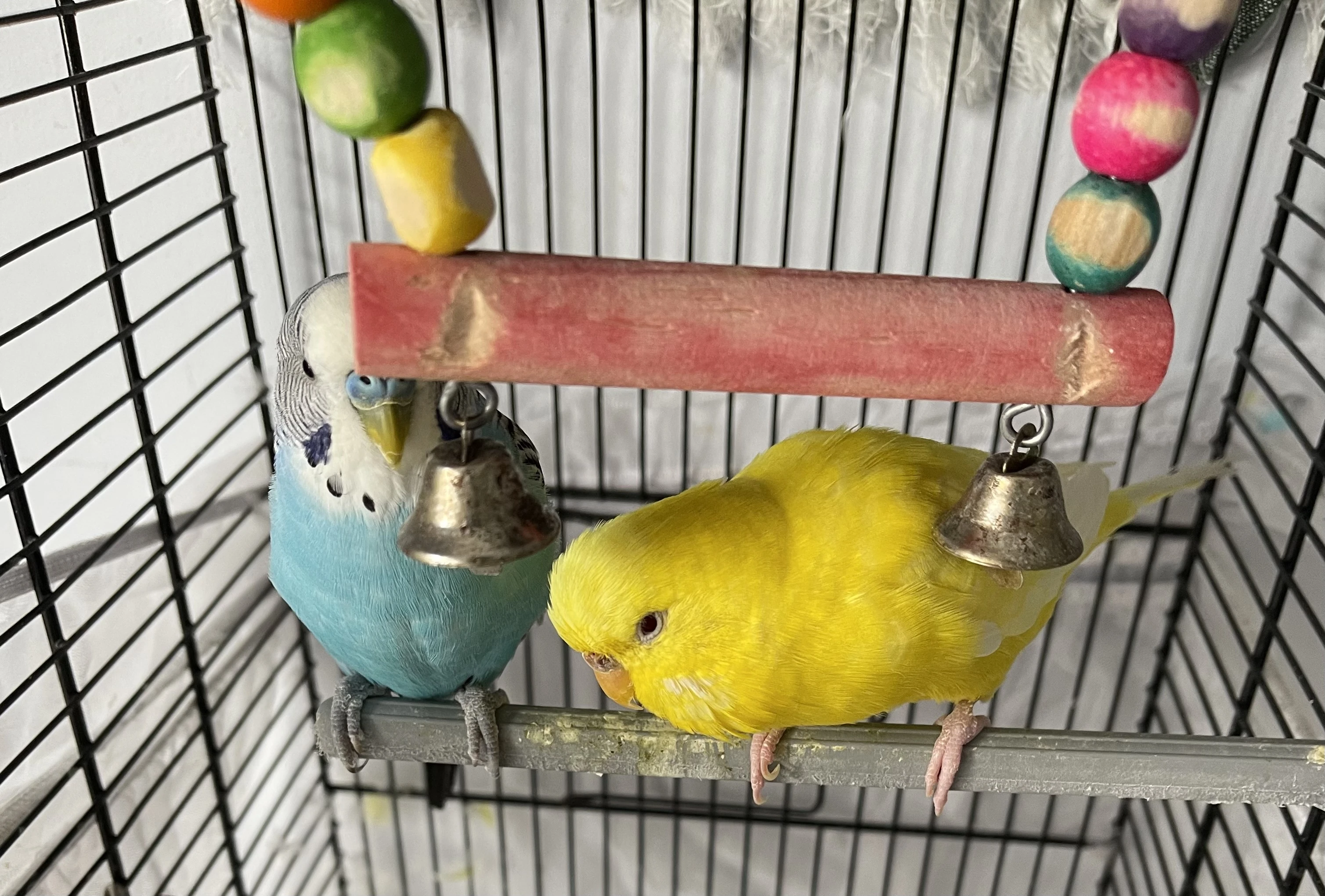 Birdies wanna say hello to you again🦜 | Fandom