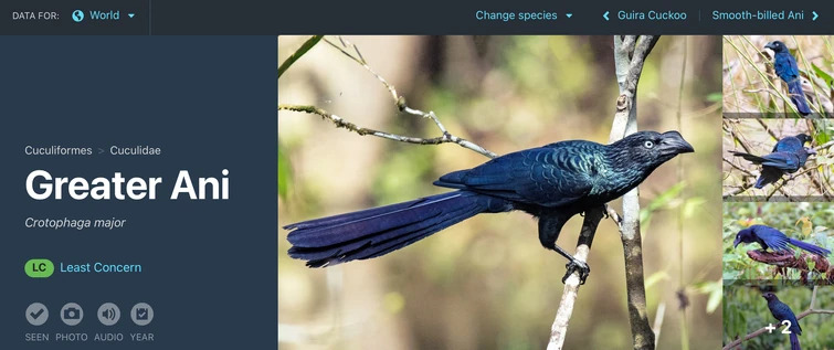 Did y’all know there’s a bird called Ani | Fandom