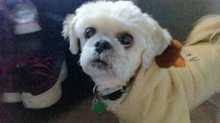 Photo of my puppy | Fandom