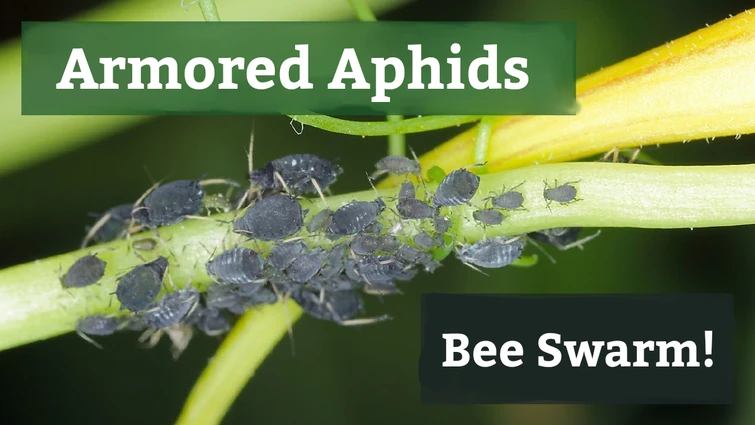 All BSS aphids irl | Fandom