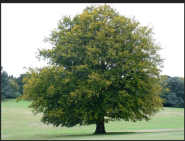 DPA: Who to be eliminated | Fandom