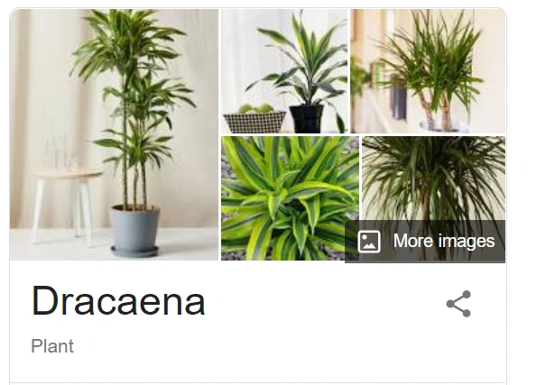 Draca plant? 0.0 | Fandom