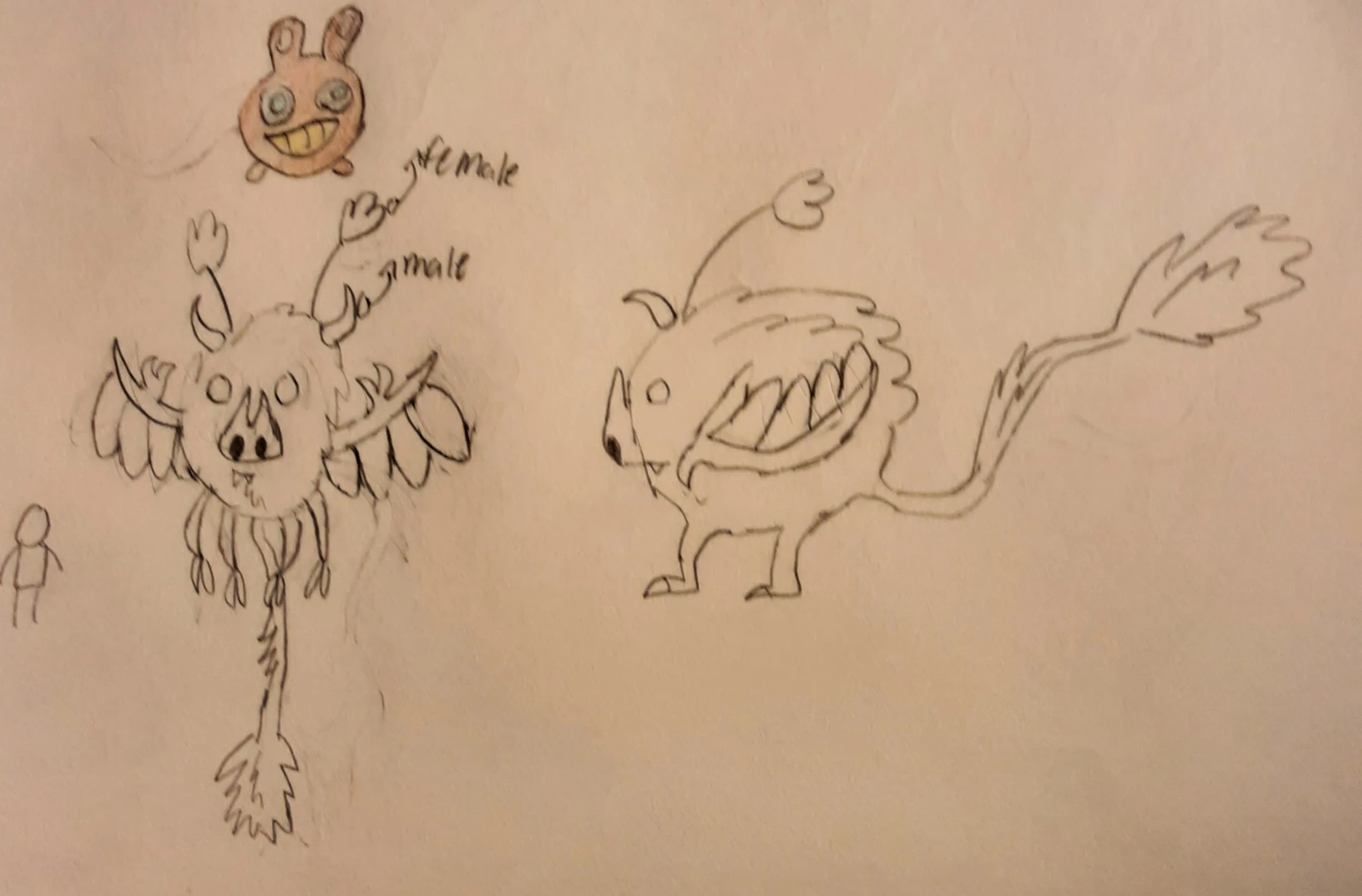 My bat critter | Fandom