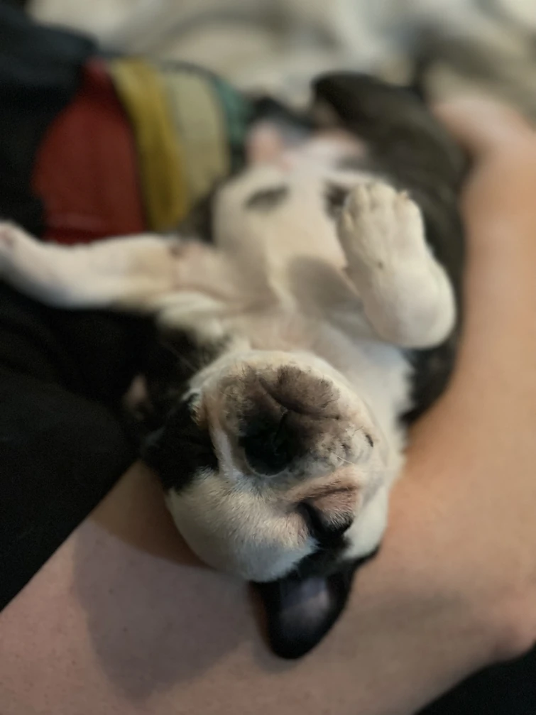 just realized i've never show you guys my puppy... | Fandom